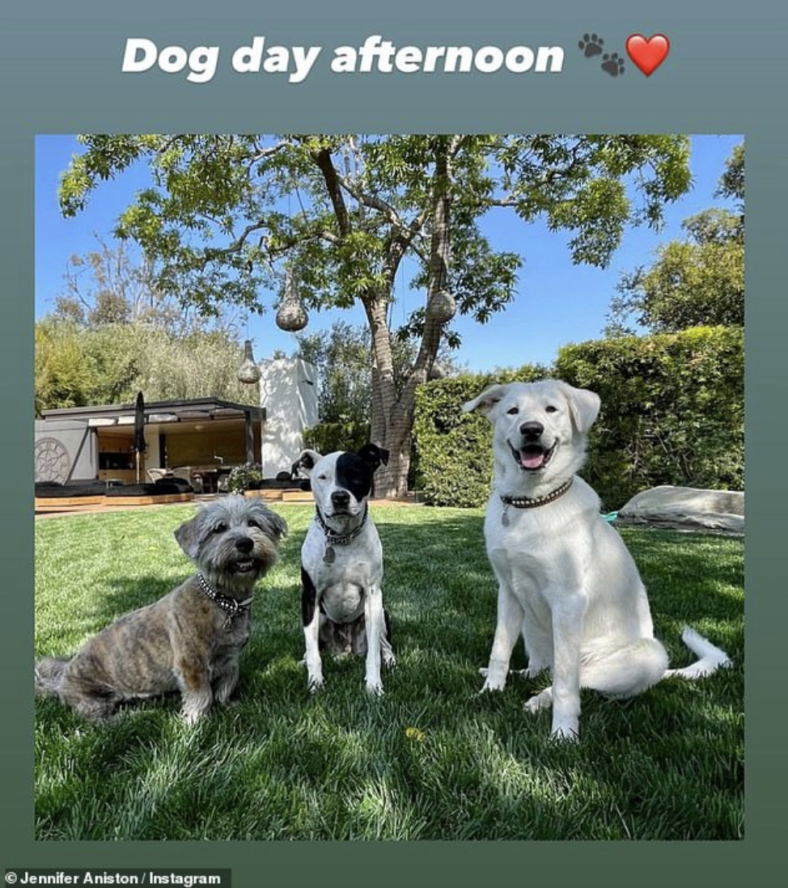 These 8 Celebrities Own The World’s “Most Dangerous” Dog Breed. - Rocky ...