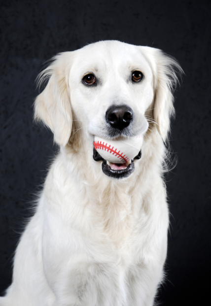 Batter Up! 45 Home Run Baseball Dog Names for Your MVP Pup - Rocky Kanaka