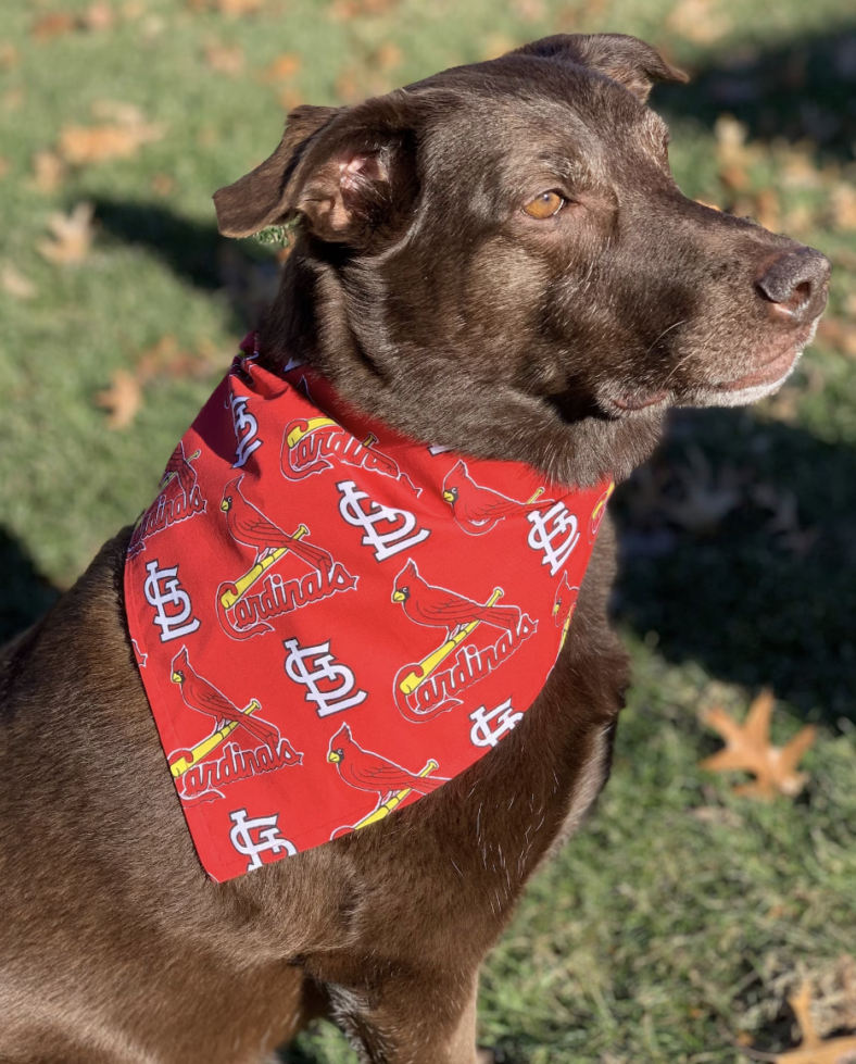 Batter Up! 45 Home Run Baseball Dog Names for Your MVP Pup - Rocky Kanaka