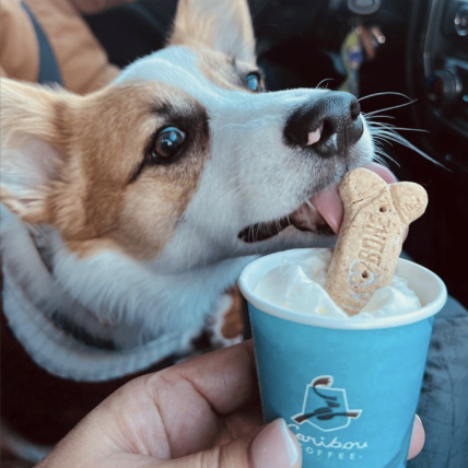 21 Places to Get FREE Pup Cups For Your Dog - Rocky Kanaka