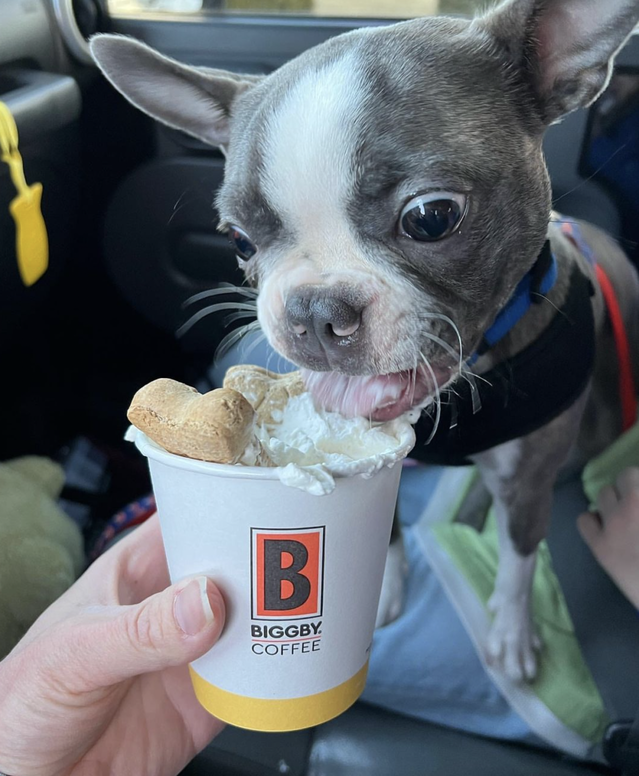 The Starbucks Puppuccino + 15 Places to Get FREE Pup Cups - Rocky Kanaka
