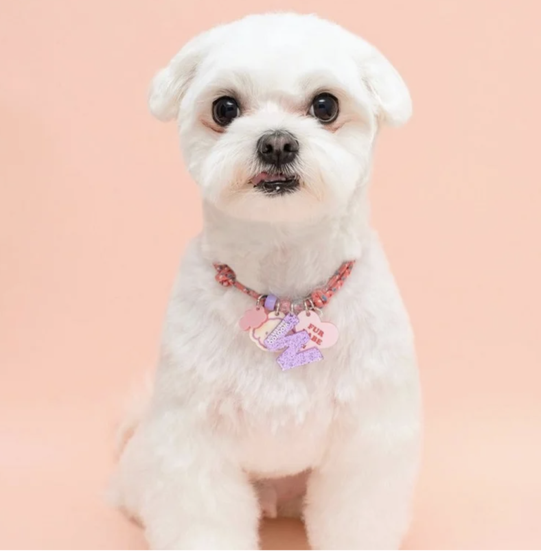 The Art of Maltese Haircuts: 12 Styles to Transform Your Furry ...