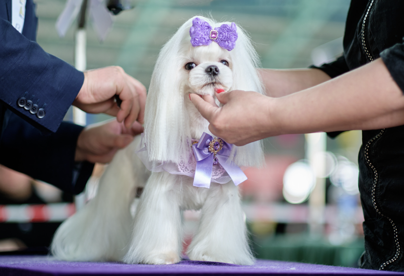 The Art of Maltese Haircuts: 12 Styles to Transform Your Furry ...