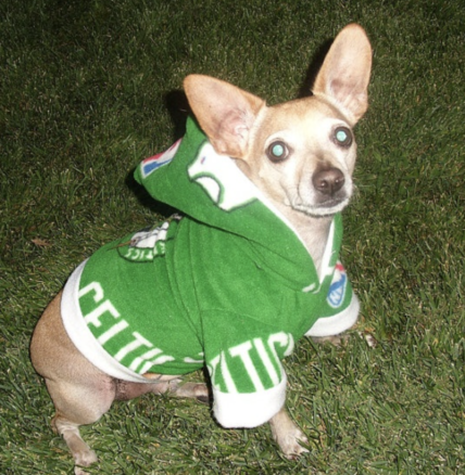 63 Basketball Dog Names for Your Hoop-Loving Hero - Rocky Kanaka