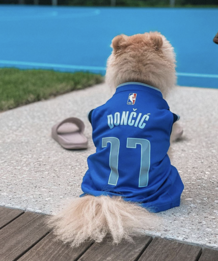 63 Basketball Dog Names for Your Hoop-Loving Hero - Rocky Kanaka