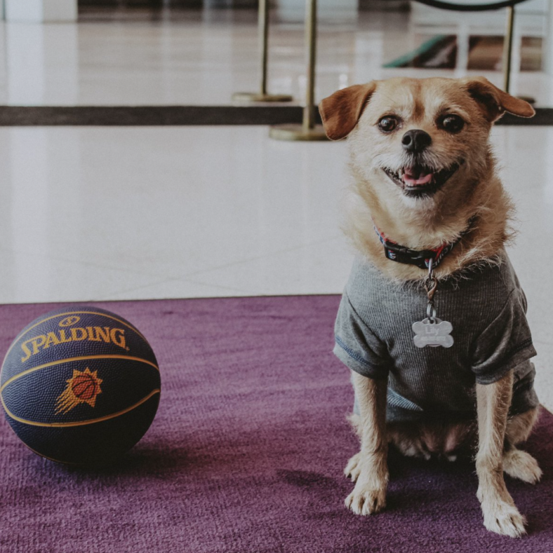 63 Basketball Dog Names for Your Hoop-Loving Hero - Rocky Kanaka