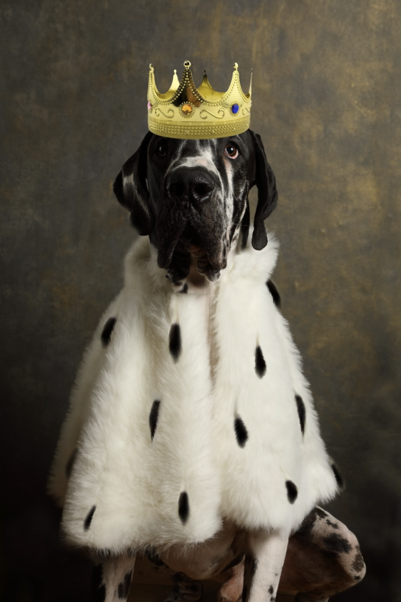 Unveiling 85 L Dog Names - Rocky Kanaka