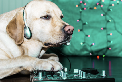 Unleashing a Collection of Musical Dog Names - Rocky Kanaka