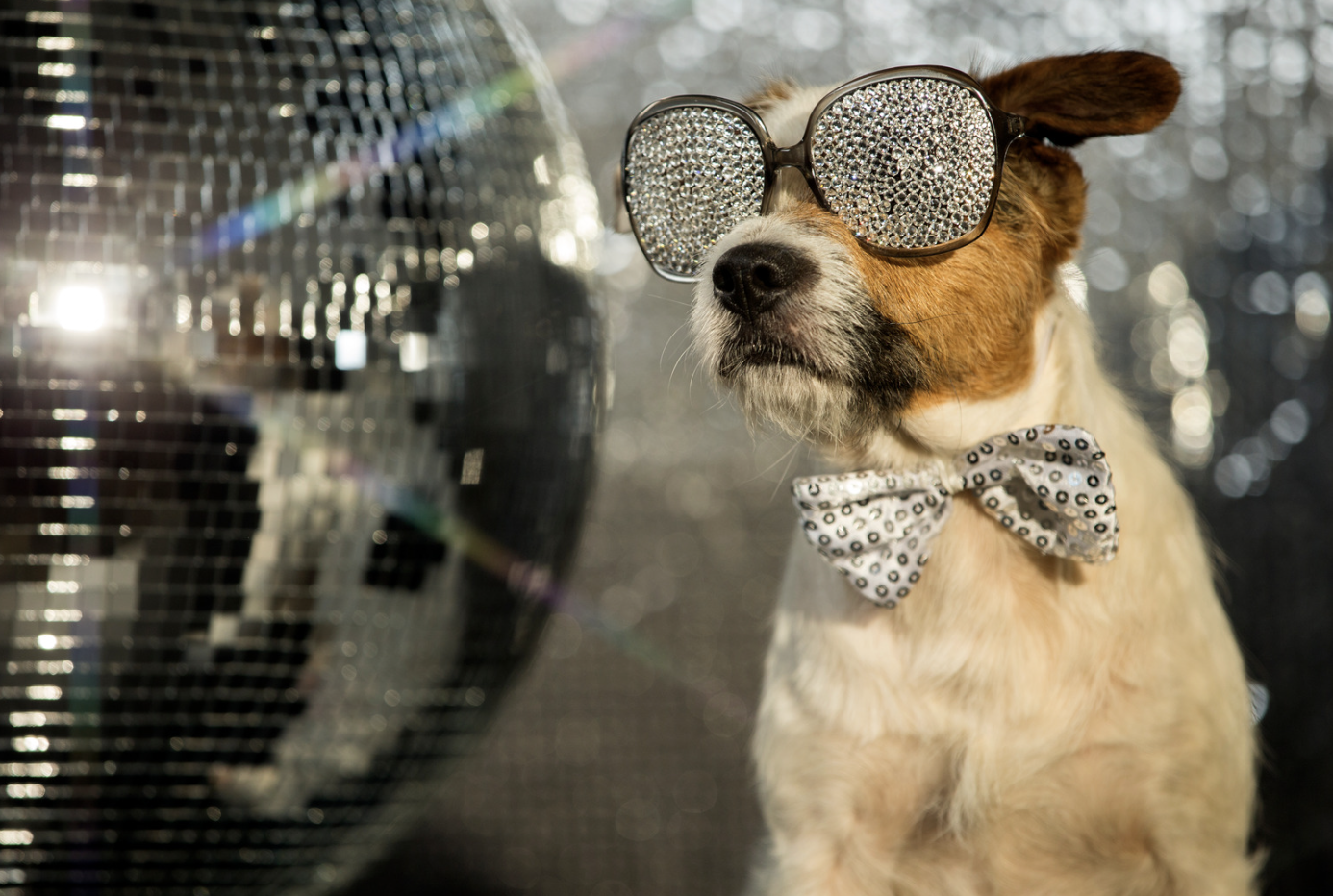 Unleashing a Collection of Musical Dog Names - Rocky Kanaka