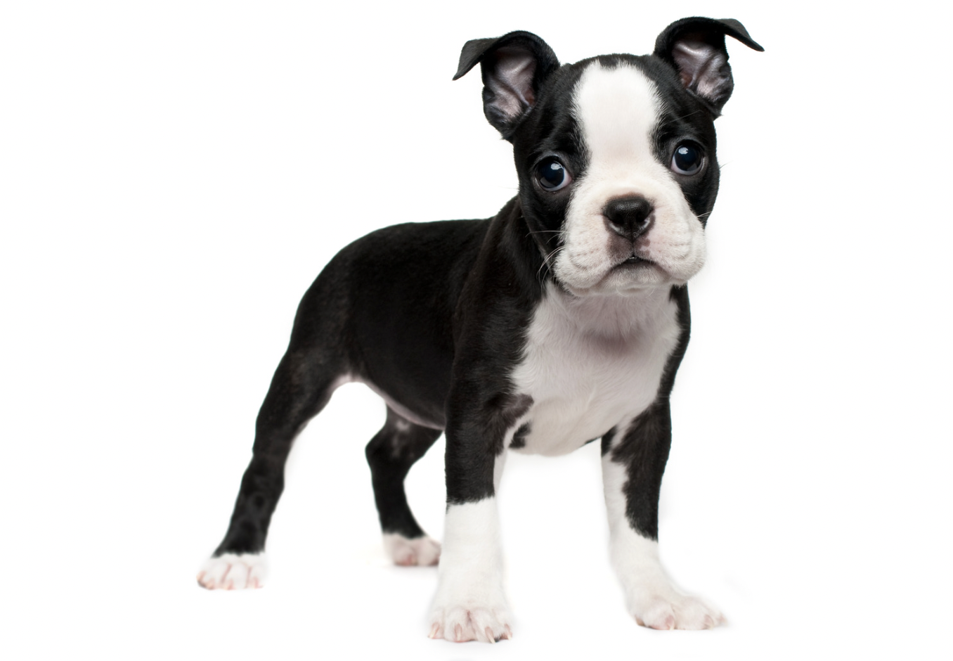 Boston Terrier Names: Finding the Perfect Moniker for Your Lively ...
