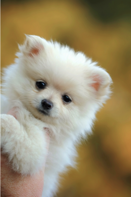53 Unique Pomeranian Names for Your Lively Companion - Rocky Kanaka