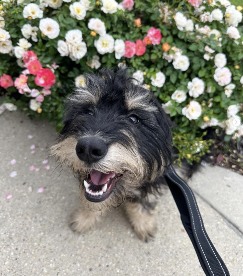 Phantom Goldendoodles: Captivating Patterns and Playful Personalities ...