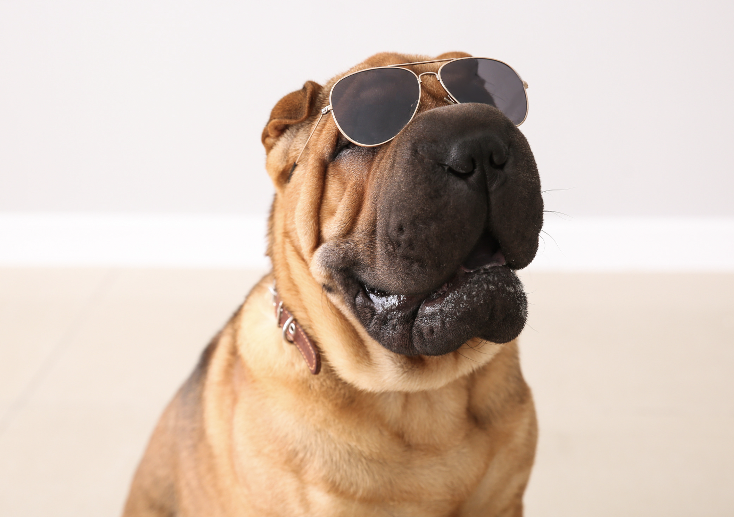 Dog Names That Start With 'R' for Every Canine Personality - Rocky Kanaka