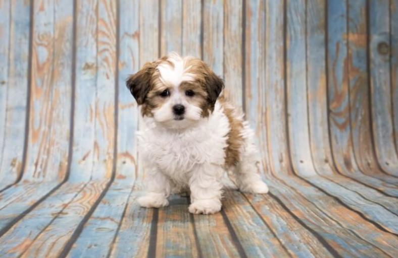 The Shih-Poo—A Poodle Hybrid with a Stubborn Streak - Rocky Kanaka
