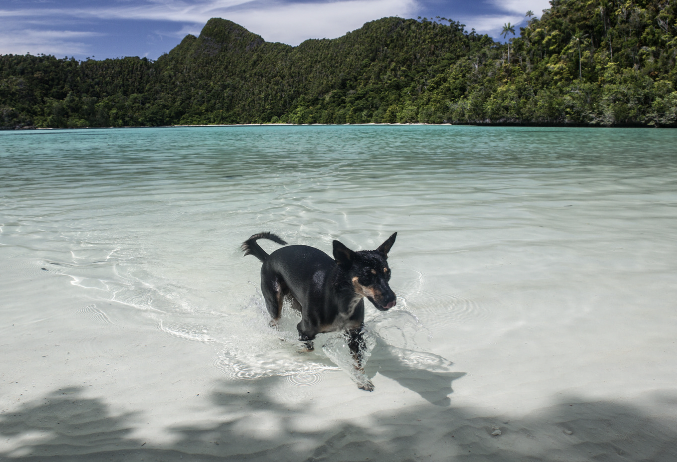 Tropical Vibes: Embrace the Spirit of the Islands with these 50 ...