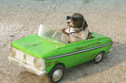 Rev Up Your Pup's Personality with 140 Car Names for Dogs - Rocky Kanaka