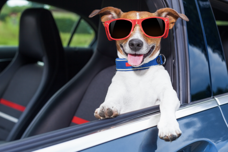 Rev Up Your Pup's Personality with 140 Car Names for Dogs - Rocky Kanaka