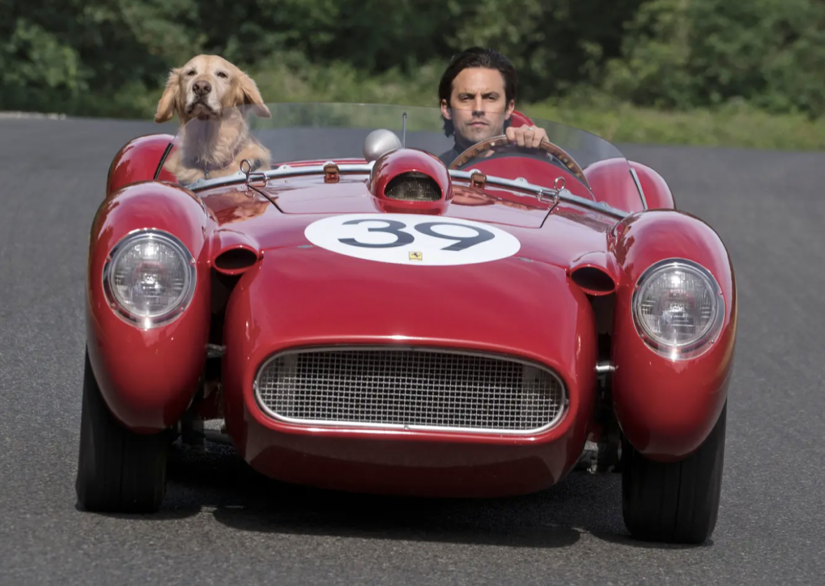 Rev Up Your Pup s Personality With 140 Car Names For Dogs Rocky Kanaka