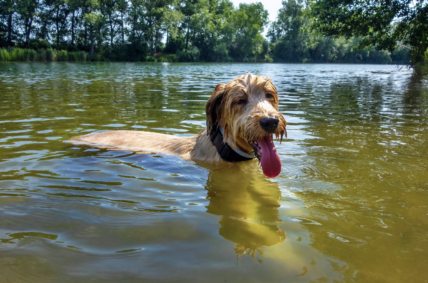 Dive into the Depths: Discover 75 Perfect Water Dog Names - Rocky Kanaka