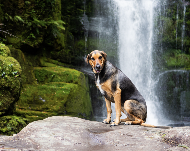 Dive into the Depths: Discover 75 Perfect Water Dog Names - Rocky Kanaka