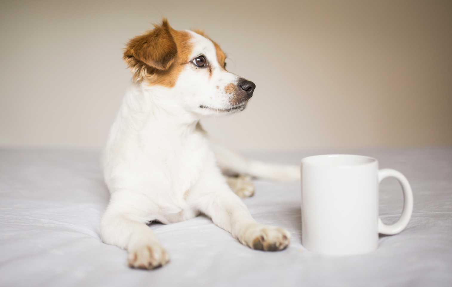Brewing Up Pawsome Personalities: 75 Coffee Names for Dogs - Rocky Kanaka