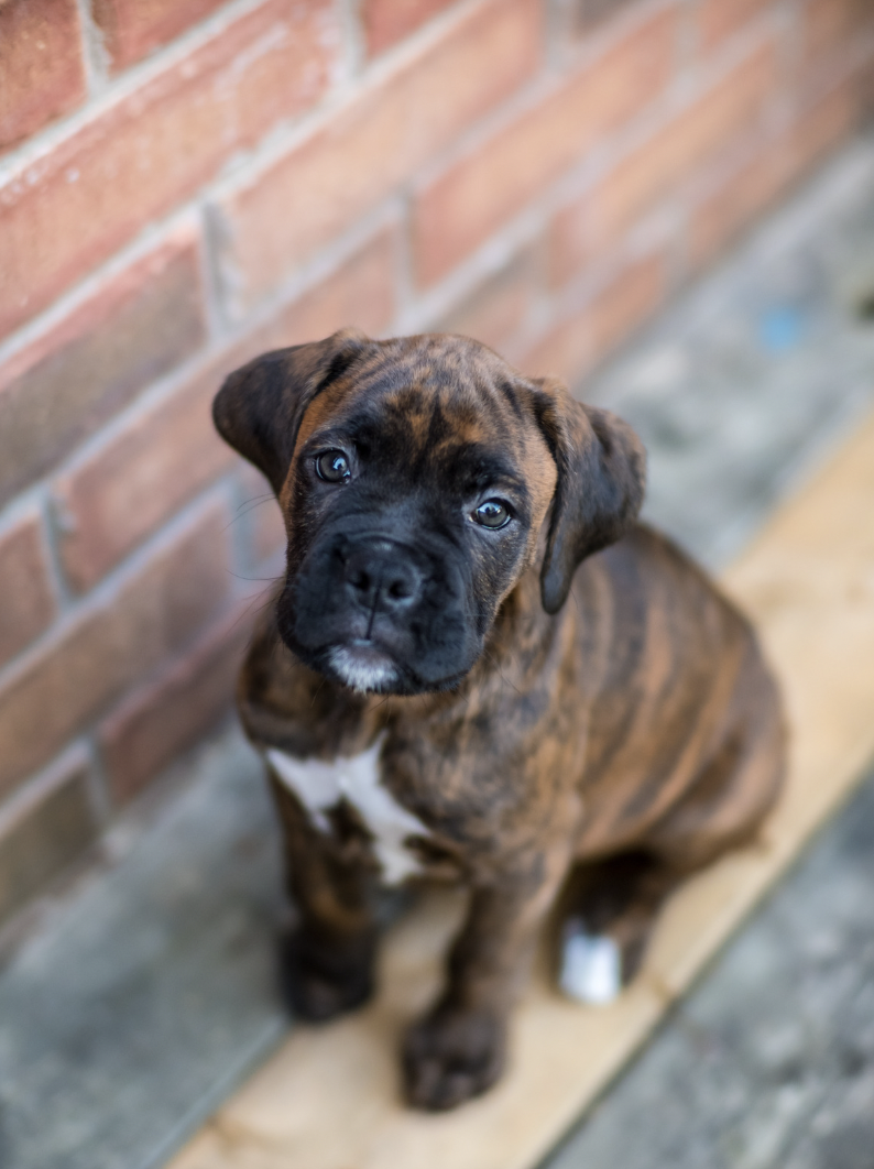70 Brindle Dog Names By Breed Rocky Kanaka 70 Brindle Dog Names By Breed Rocky Kanaka