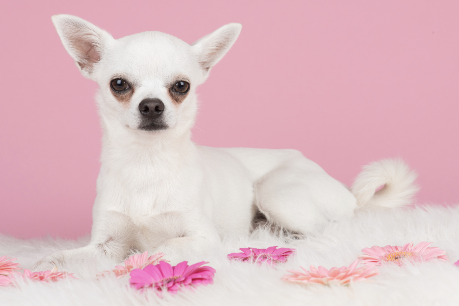 81 Barbie Dog Names for Your Glamorous Pup - Rocky Kanaka