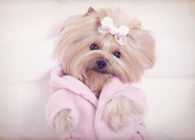 81 Barbie Dog Names for Your Glamorous Pup - Rocky Kanaka
