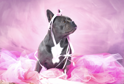 81 Barbie Dog Names for Your Glamorous Pup - Rocky Kanaka