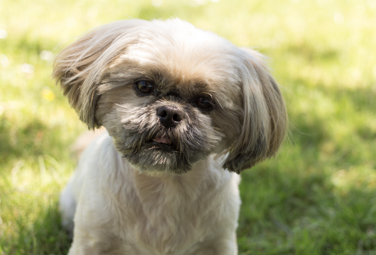 Unleashing 70 Cute Shih Tzu Names for Your Fur Baby! - Rocky Kanaka