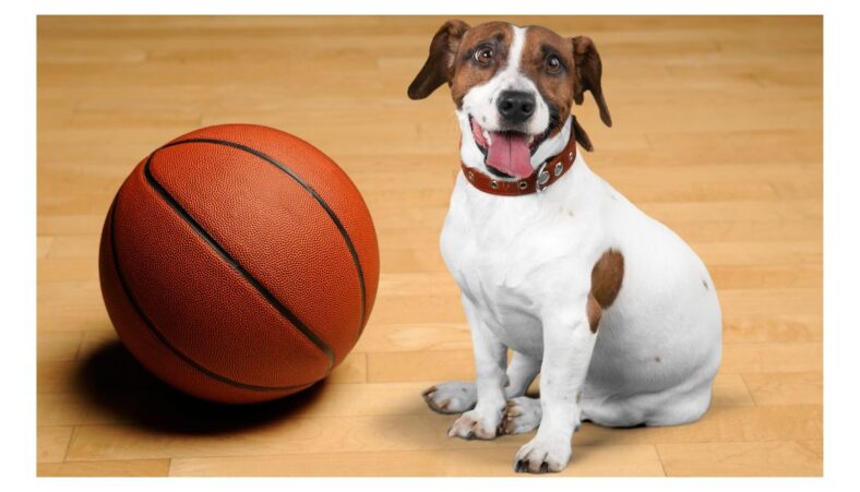 63 Basketball Dog Names for Your Hoop-Loving Hero - Rocky Kanaka