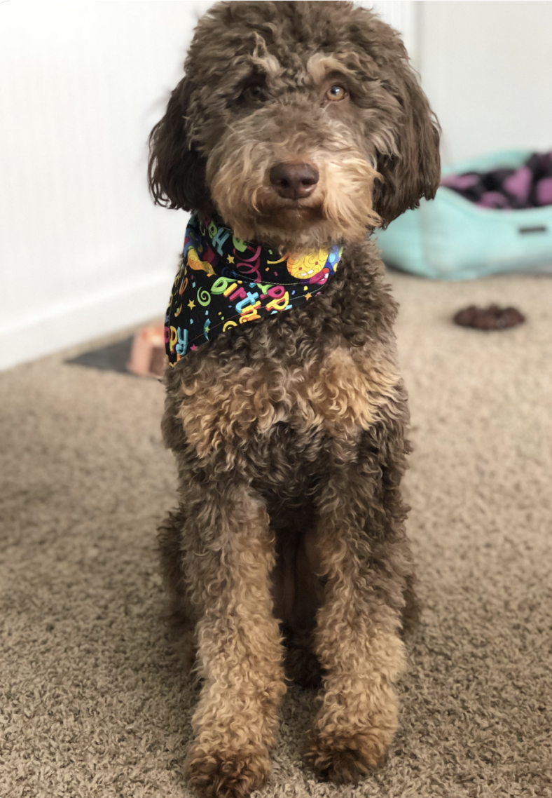 Phantom Goldendoodles: Captivating Patterns and Playful Personalities ...