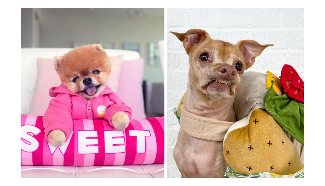 This Dog Has Almost 10 Million Followers On Instagram! - Rocky Kanaka