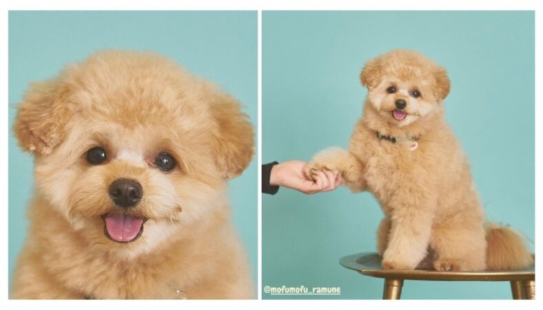 Discover Why Pomapoos Are the Ultimate Small Companion Dogs - Rocky Kanaka