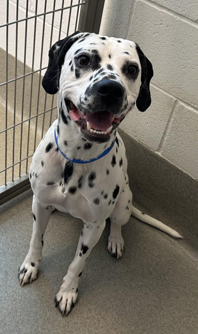 Dalmatian Pit Bull Mix: Everything You Need to Know About the Pitmatian ...