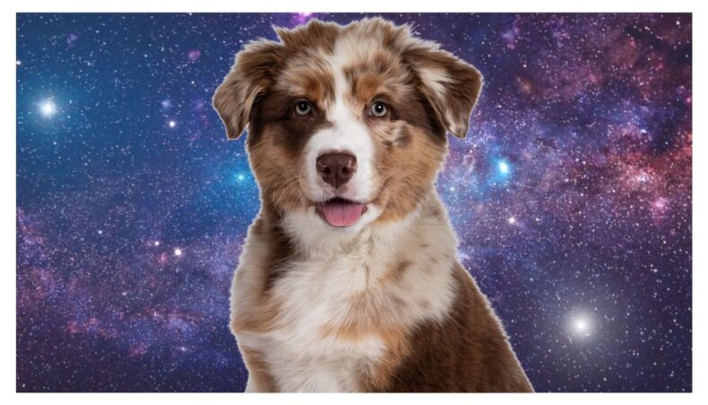 200 Astrology Names for Dogs: A Celestial Guide to Naming Your Canine ...