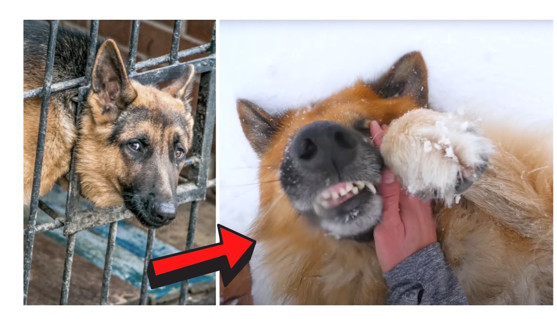 German Shepherd Sees Snow For First Time After Being Chained Up Entire ...