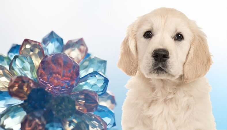 Sparkling Choices: 80 Crystal Names for Dogs - Rocky Kanaka