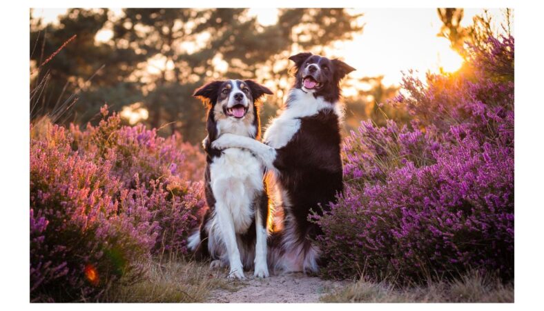 Blooming Companions: 80 Flower Names For Dogs - Rocky Kanaka
