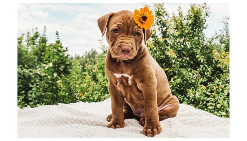 Blooming Companions: 80 Flower Names For Dogs - Rocky Kanaka