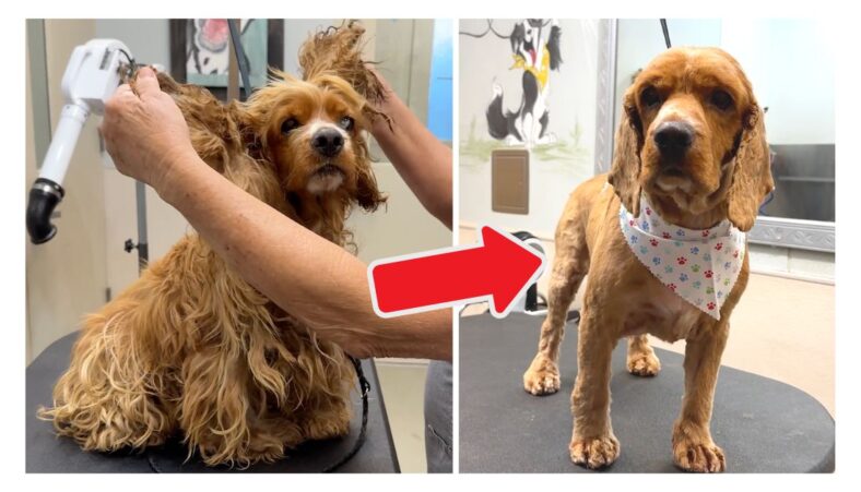Ted the Cocker Spaniel's Incredible Grooming Journey + How To Shave A ...