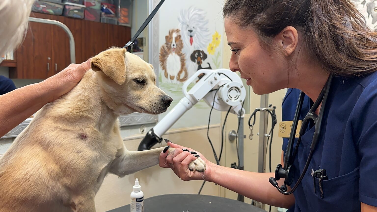 Entropion in Dogs: Causes, Symptoms and Treatment - Rocky Kanaka
