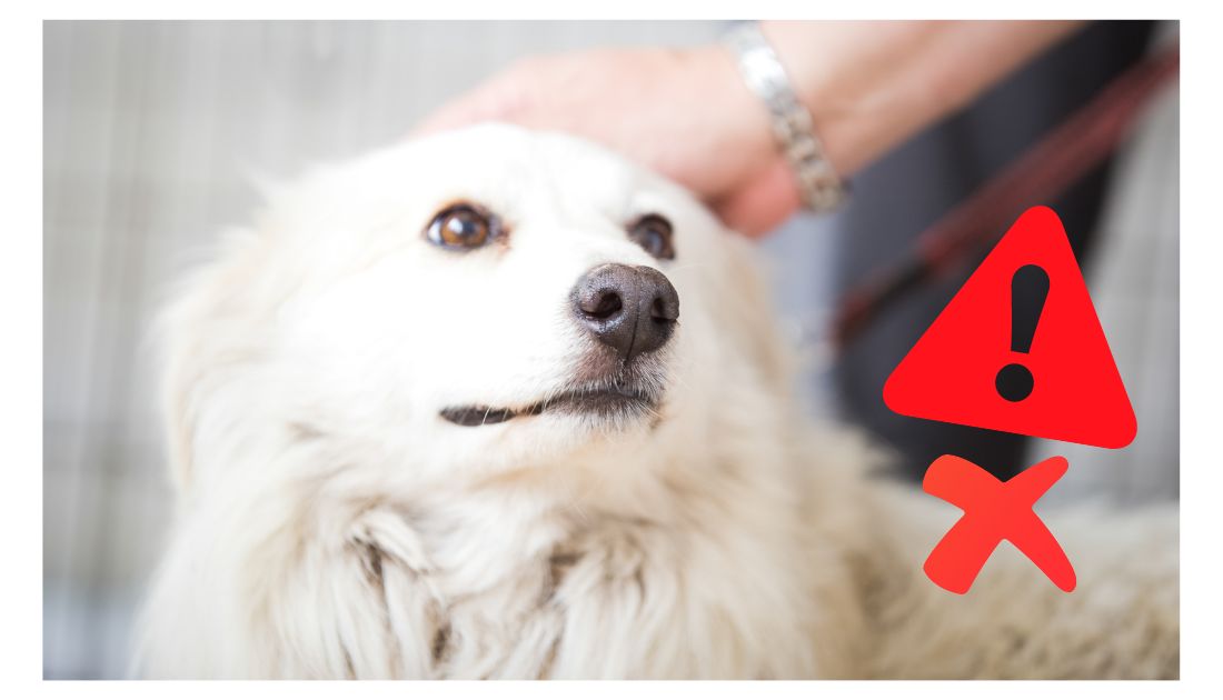 This is the BIGGEST mistake you can make when adopting a new pet - Rocky Kanaka