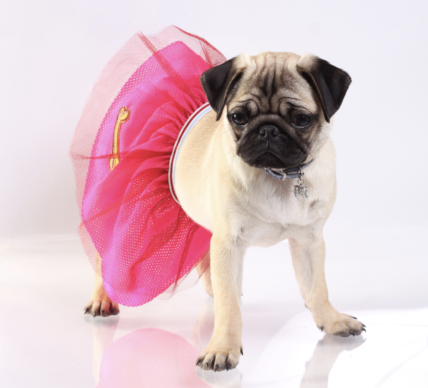 Taylor Swift Inspired Dog Names: From Country Cuties to Pop Pups ...