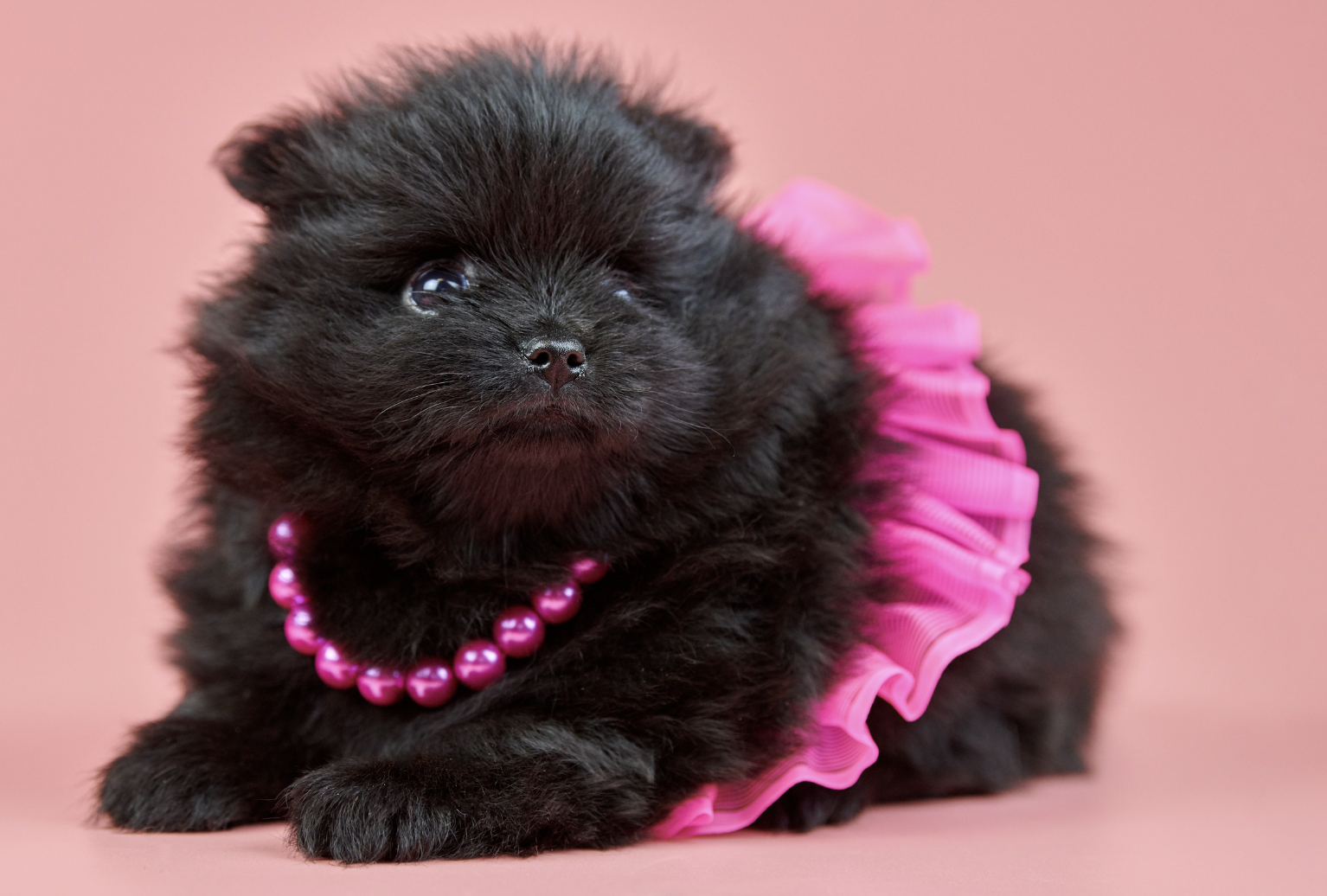 Taylor Swift Inspired Dog Names: From Country Cuties to Pop Pups ...