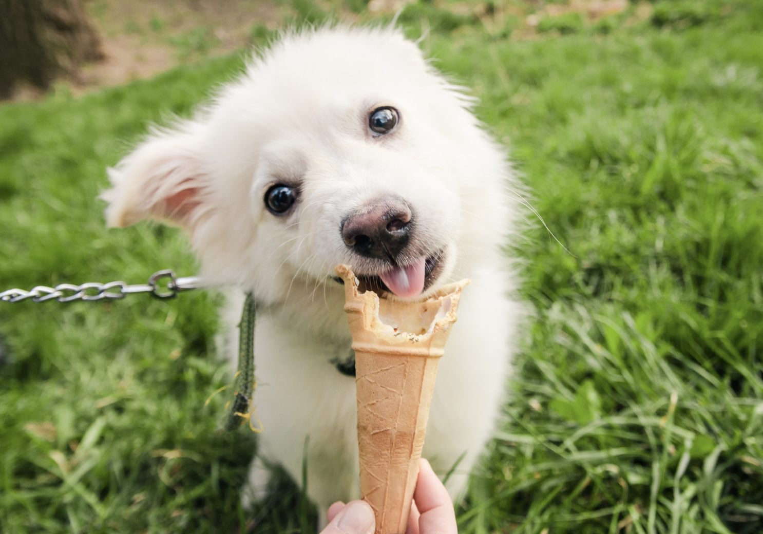 160 Food Names For Dogs: A Tasty Selection for Your Canine Companion ...