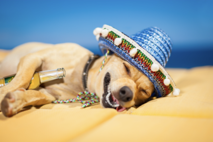 Paws and Pours: A Guide to 190 Beer Names for Dogs - Rocky Kanaka