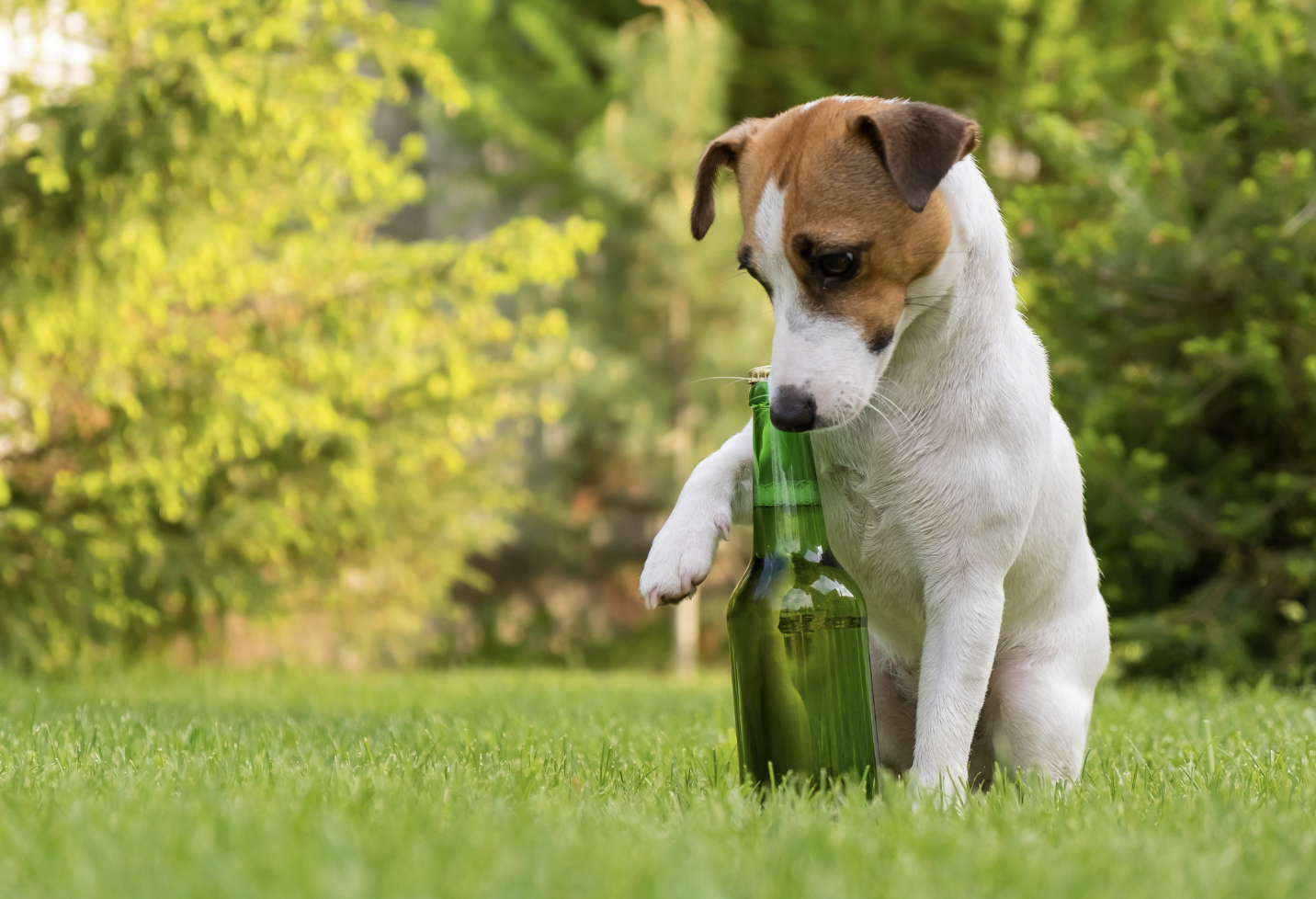 Paws and Pours: A Guide to 190 Beer Names for Dogs - Rocky Kanaka