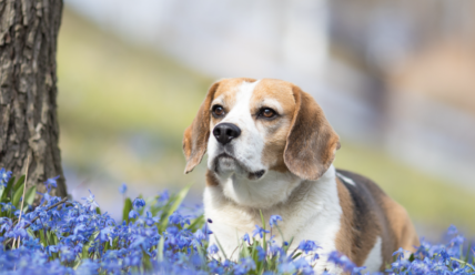 Blooming Companions: 80 Flower Names For Dogs - Rocky Kanaka