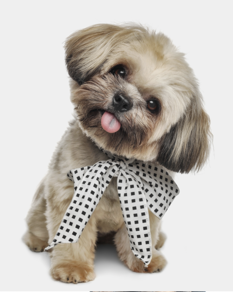 Chic Canine Couture: 200 Fashion-Inspired Designer Dog Names - Rocky Kanaka